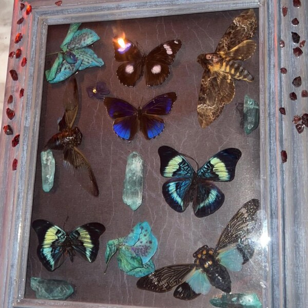 African Monarch Butterfly, Danaus Chrysippus, Unmounted (wings CLOSED ...