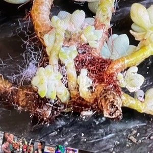 Large 6 Hydrocotyle Vulgaris Money Plant Copper Coin Plant Lucky Plant ...