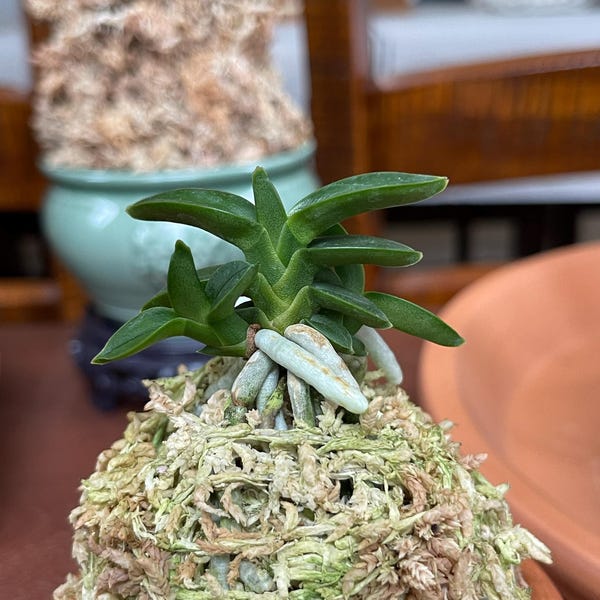 Neofinetia Falcata Fugaku 富嶽/orchid/vanda/fragrant/miniature/variegated ...