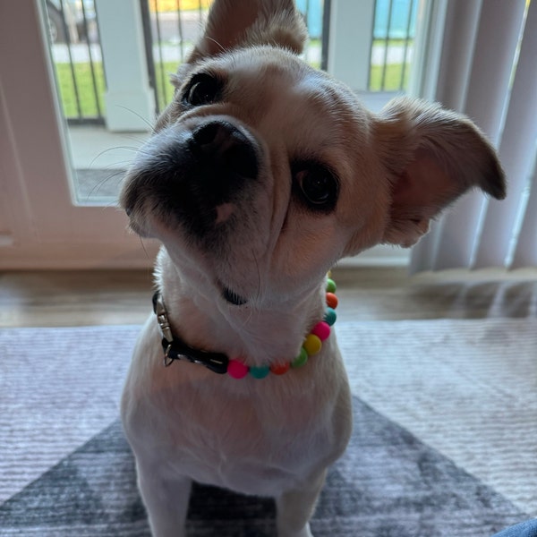 Easter Beaded Dog Collar, Fancy Cat Necklace, Waterproof Dog Collar ...