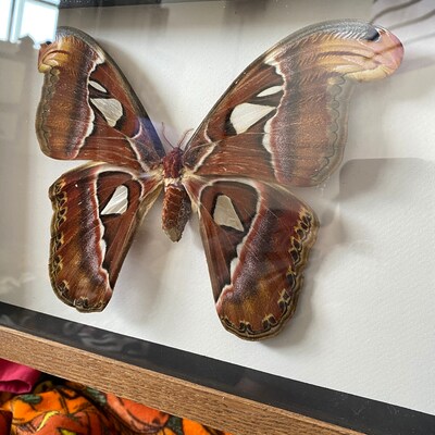 Real Framed Atlas Moth F in Custom Ash Shadowbox - Etsy