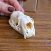 Exquisite Real Mink Skull Bone Specimen After Cleaned and Bleached - Etsy