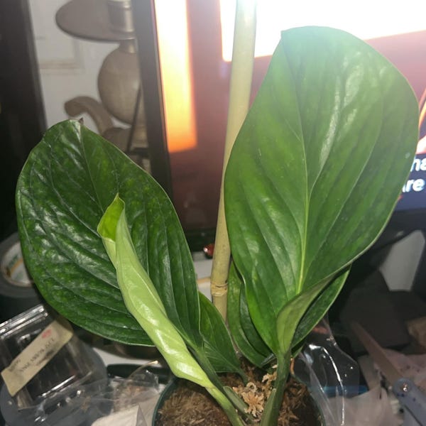 Monstera Peru | Live Indoor & Outdoor Tropical Houseplant | Home and ...