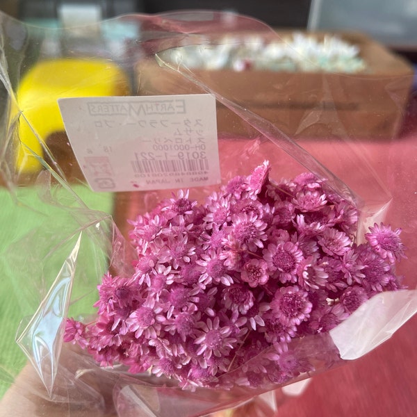 Dried Flower Star Flower Blossom - Strawberry Pink - Etsy