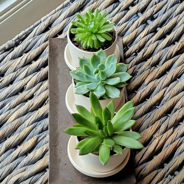 Harmony 7" Planters | Indoor Small Succulent Planters | Planter With ...