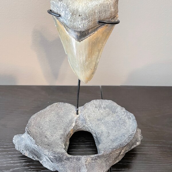 Fossil Megalodon Tooth Stand - Etsy