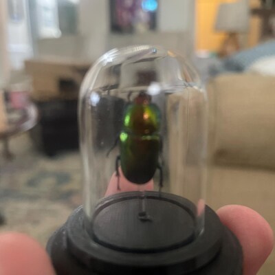 X59n Rare Find Leaf Bug Beetle Glass Dome Display Entomology Oddities ...