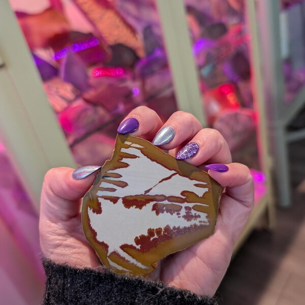 Grasshopper ? Larva - Nematode Worm Parasite - Fossil Plate - Etsy