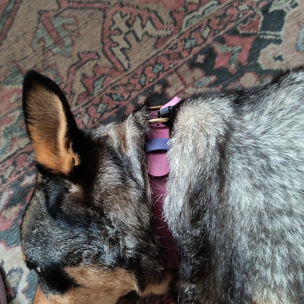 House Collar | Dog Tag Collar | O Ring Collar | Slips on | Made With ...