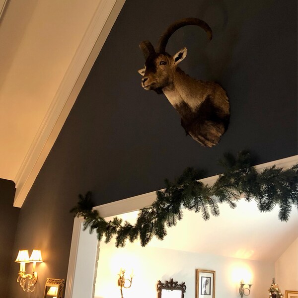 Dark Perfect 6pt Whitetail Antler Horn Deer Fake Skull Mount Taxidermy Rack - Etsy