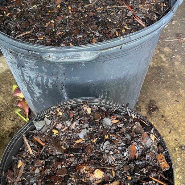 Caladium 'mint Julep' Size #1( 1 Bulb/larger 1-1/2" to 2-1/2") **new ...