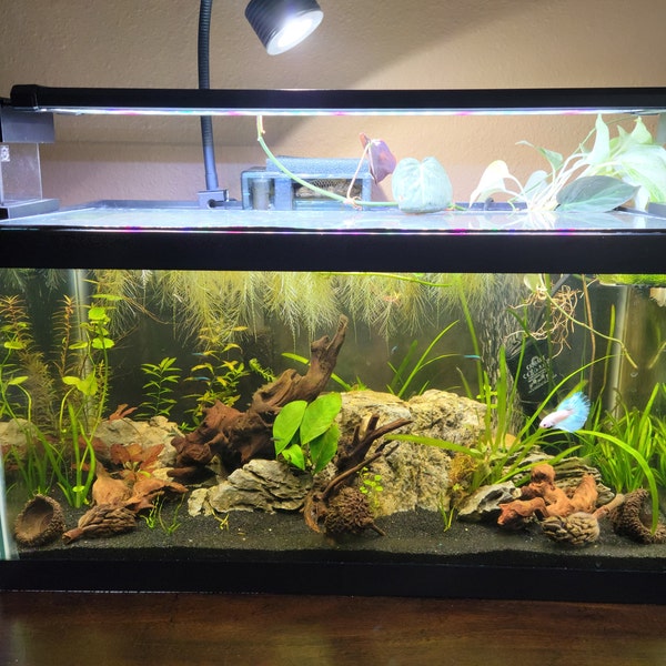 Nicrew Classic, Gen 2, G2, & Plus LED Light Riser, Attractive Stable ...