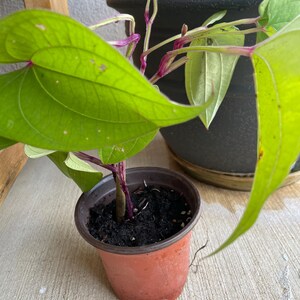 5 Fresh Cutting Vines No Root Puerto Rico Sweet Potatoes Strong to Grow ...