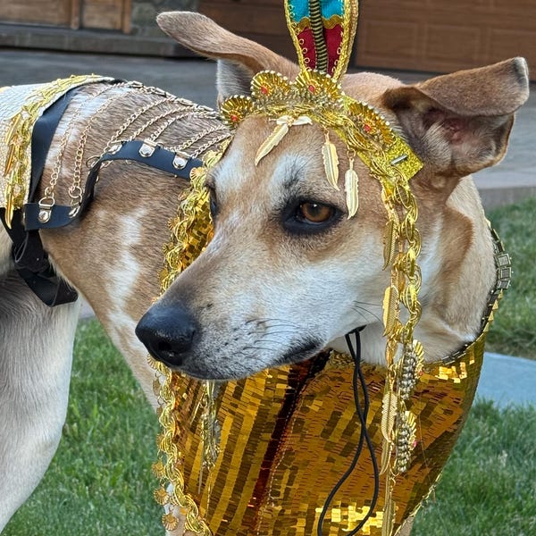 Cleopatra, Egyptian, Halloween Costume for Large Dogs, Cosplay ...