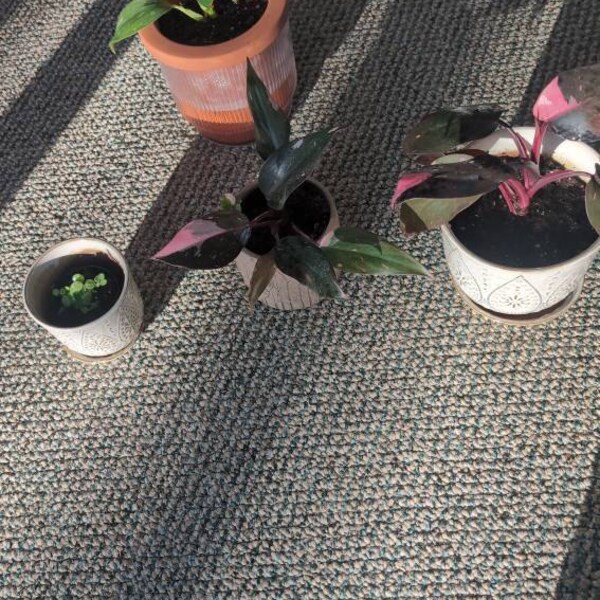 Philodendron Pink Princess PPP **(ALL Starter Plants Require You to ...
