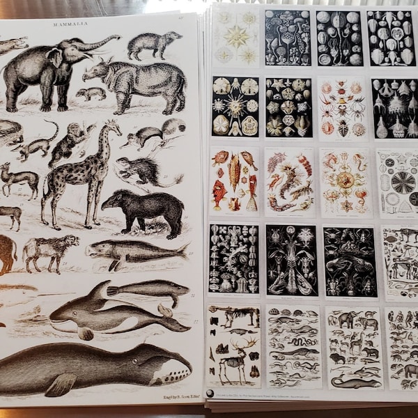 Natural Wonders Postcard Set - Set of 25 Postcards - Vintage - Nature ...