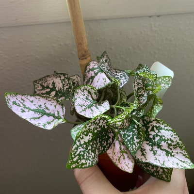Hypoestes Polka Dot Plant Pink Splash, 2 Plant - Etsy
