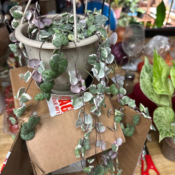 FOSTER 4-pack LIVE 4 Inch Kalanchoe, Blooming Houseplant, Gardening ...