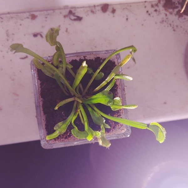 Live Venus Flytrap Plant Kit in 4.5 Terrarium Carnivorous Plant Food ...