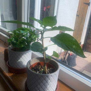 Bel Patta / Bael Patra / Bilva Bel Leaf Aegle Marmelos Plants - Etsy UK