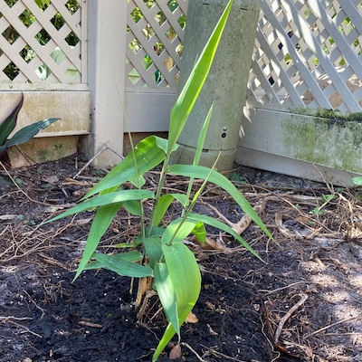 Tropical Blue Bamboo Bambusa Chungii NON-INVASIVE, CLUMPING - Etsy