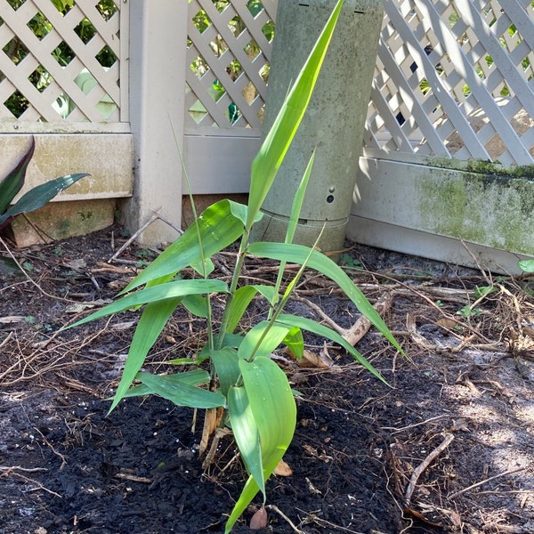 Tropical Blue Bamboo Bambusa Chungii NON-INVASIVE, CLUMPING - Etsy