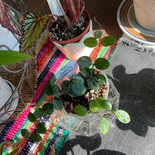 Hoya 'mathilde' (inner Variegated) | 2-inch | Exact Plant | Free Live ...