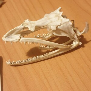 Snakehead Fish Skeleton,real Fish Head Skull,fish Skeleton,museum ...