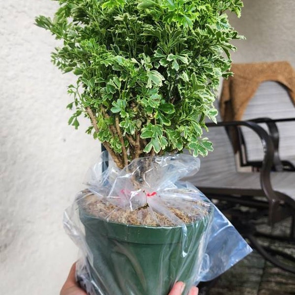 Mican Philodendron Velvet Leaf Philo Indoor & Outdoor Live Tropical ...