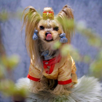 Satin Dog Bow With Swarovski Crystals and Rhinestones, Small Dog Hair ...