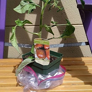 Hydrocotyle Vulgaris Copper Coin Plant Chinese Coin Plant - Etsy