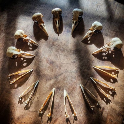 Ten Deer Teeth for Crafting Display Etc - Etsy