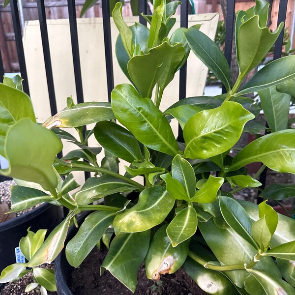 Pikake Plant. Single Flower Variety for Lei Making (pikake Lahilahi ...