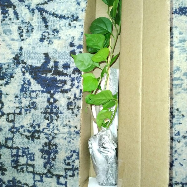 Athens Blue Princess Glory Bush Plant~~tibouchina Urvilleana~small ...