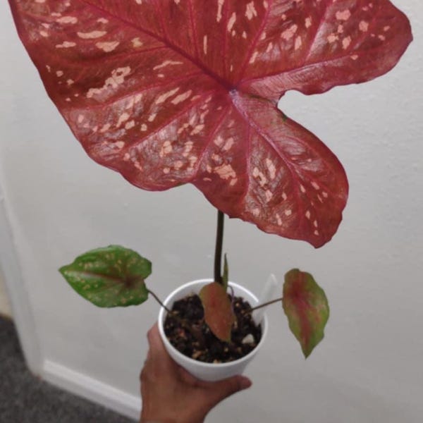 Caladium 'mint Julep' Size #1( 1 Bulb/larger 1-1/2" to 2-1/2") **new ...
