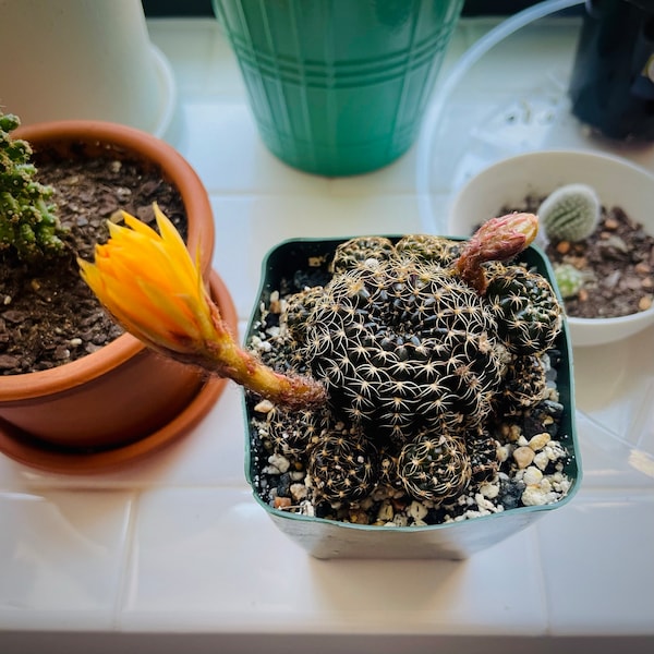 Spider Web Cactus, Black Cactus, Lobivia Arachnacantha, Live Plant in 3 ...