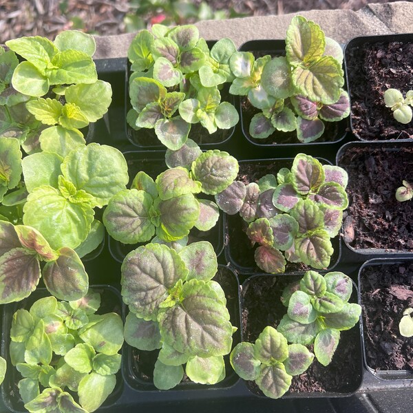 20 Coleus Seeds Rare Color Red Pink Orange Yellow Green Flower Plant ...