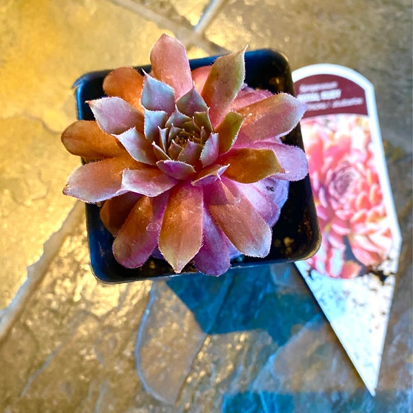 Royal Ruby Hen and Chicks - Sempervivum - Etsy