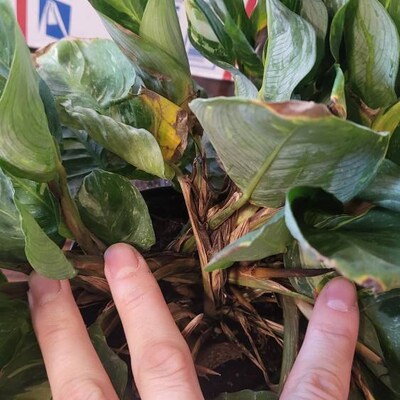 Variegated Maranta Beauty Kim 4 Pot ALL PLANTS Require You to Purchase ...