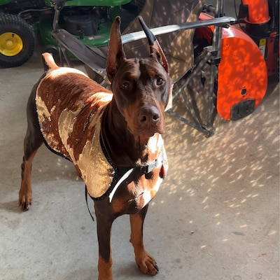 Dog Cool Coat and Collar, Chiller Cool Coat, Custom Dog Cooling Coat ...