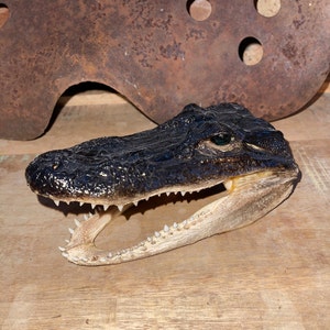 ALLIGATOR BONE DUST Voodoo Hoodoo Wicca Gothic Oddity - Etsy