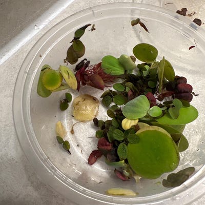 Three Type of Floating Plant Combo amazon Frogbit, Red Root Floater ...