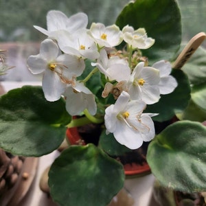 4pot of ZZ Plant Zamioculcas Zamiifolia Zee Zee Plant - Etsy