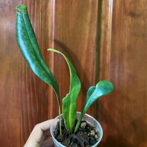 White Princess Philodendron, Pink & White Philodendron, PPP, WPP, High ...