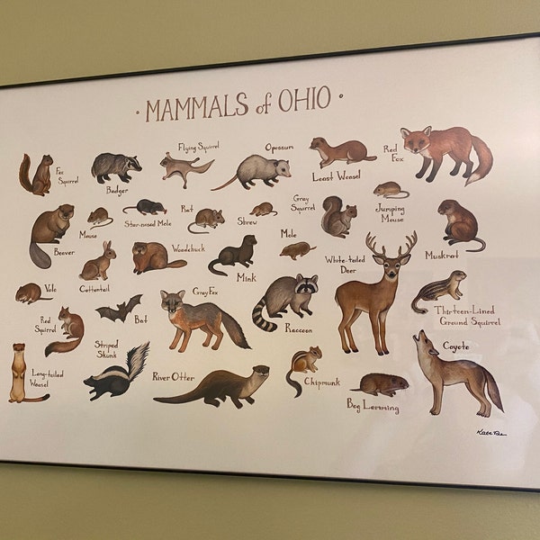 Ohio Mammals Field Guide Art Print / Animals of Ohio / Watercolor ...