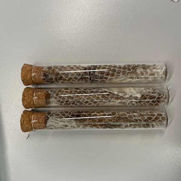 Snake Skin Shed Specimen, Curiosities, Altar Decoration, Witchcraft ...