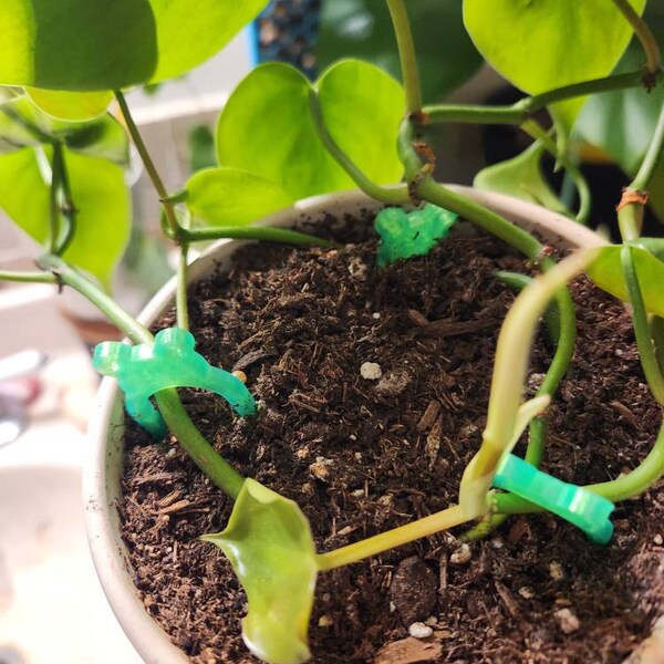 Propagation Pins - Moss Pole Pins - Allow a Little More Flair to Your ...