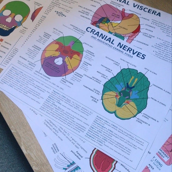 Abdominal Viscera Anatomy Printable Poster - Etsy