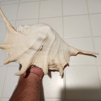 HUGE Vintage White Lightning Whelk Conch Seashell X-large - Etsy