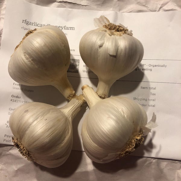 Duganski Culinary Garlic Bulbs Small Size: 1 5/8 to 1 7/8 Organically ...